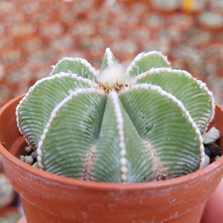 Buy Aztekium ritteri plants online